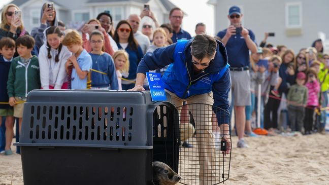 Mystic Aquarium releases rehabilitated seal in Westerly