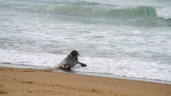 Mystic Aquarium releases rehabilitated seal in Westerly