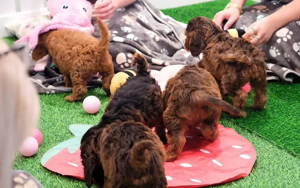 Experts stress early puppy socialization before 14 weeks