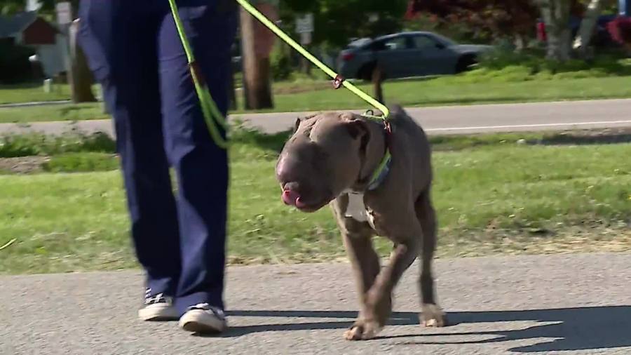 Rescued dog found tied to pole in Cleveland has died but not before ...