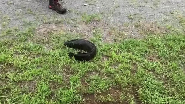 Invasive fish that can walk across the street found in Long Island pond ...