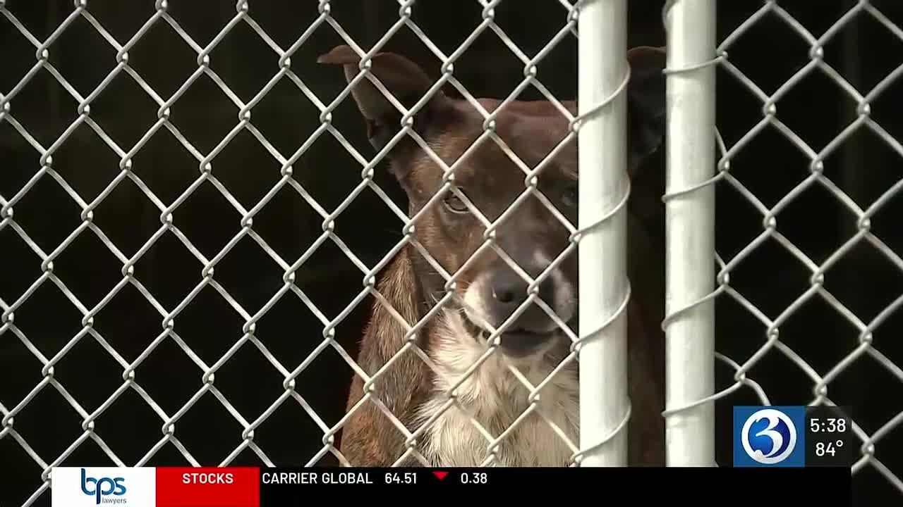Hartford Animal Control may euthanize healthy dogs as dumping crisis ...