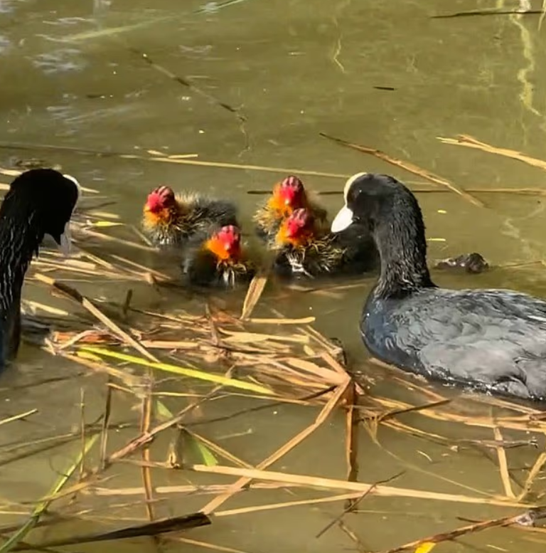 Fury as swimmers descend on Hampstead wildlife ponds during heatwave