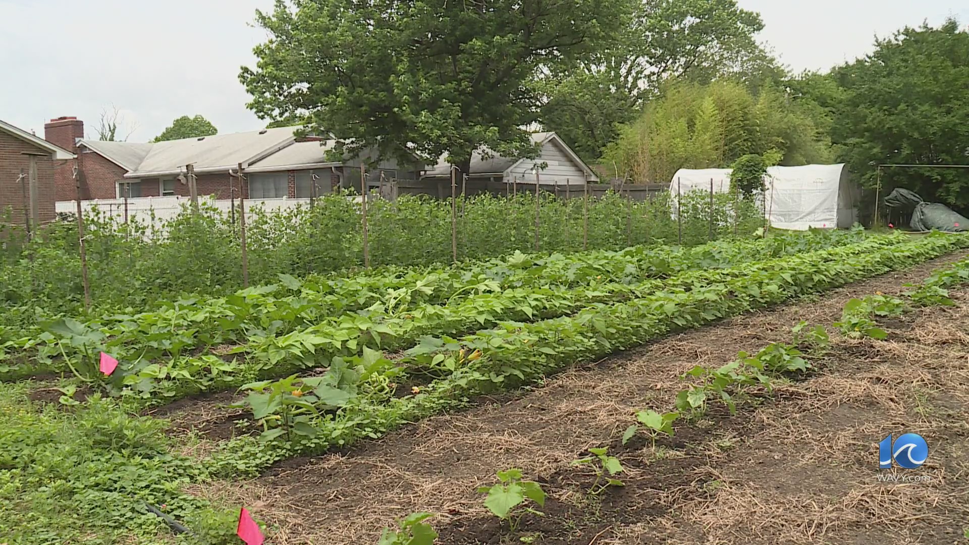 Norfolk supermarket will host regional Black farmers