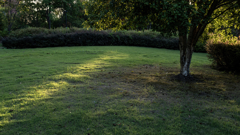 The ground cover that makes a beautiful alternative to grass around trees