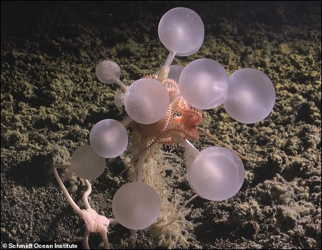 Meat-eating 'death balls' with velcro-like hooks are among 1,000 marine ...