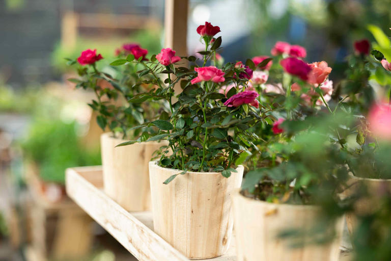 How to grow roses in pots for gorgeous blooms all season long