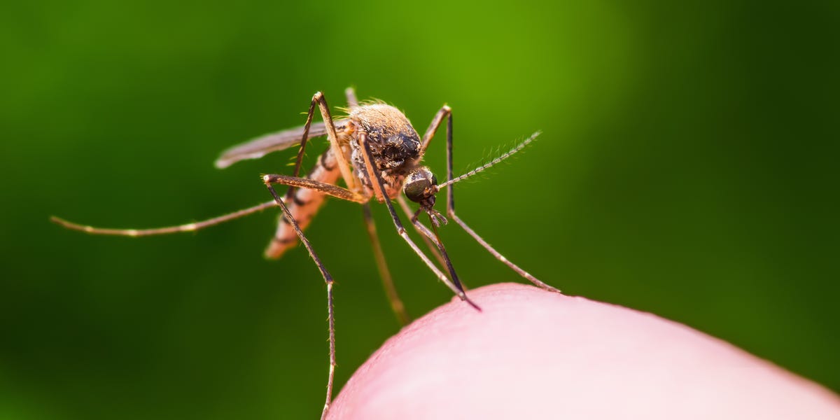 The 'Bucket of Doom' is the best mosquito hack you've never tried