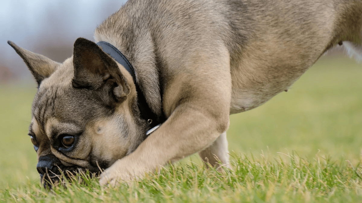 Why does your dog always sniff? The reason is more important than you ...