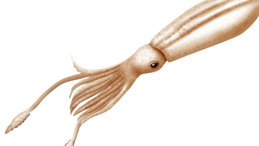 New deep-sea octopus and immortal sea cucumber tissue stun scientists
