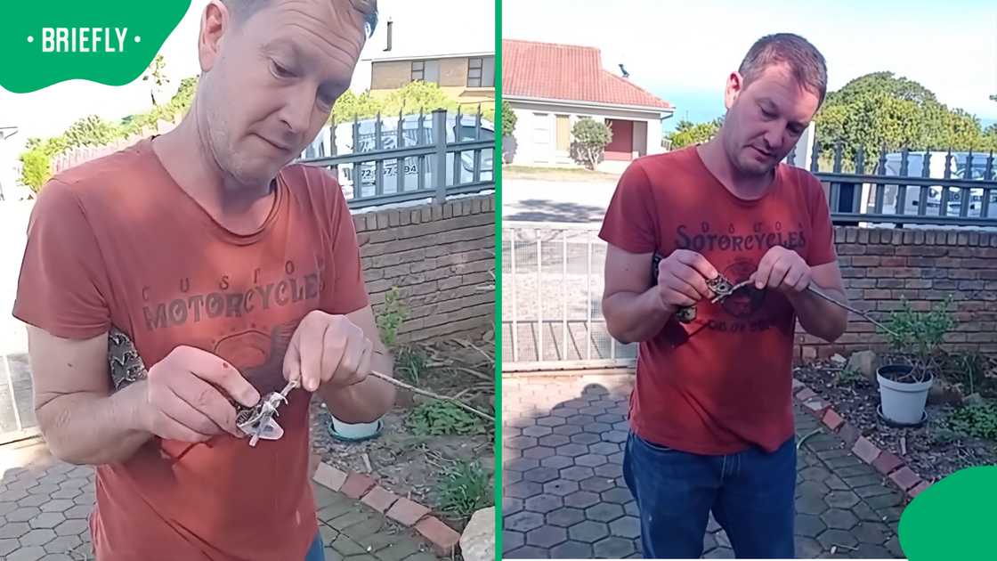 Snake catcher reveals puff adder venom during Mossel Bay garden rescue