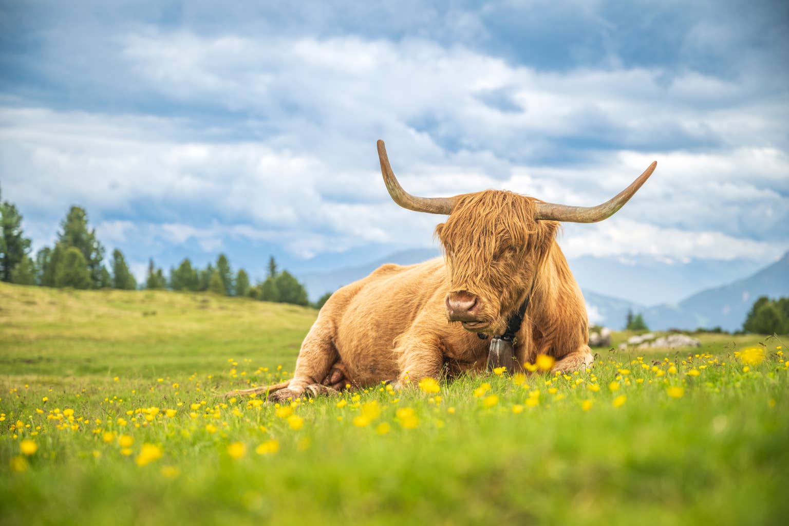 Highland cow can't contain her zoomies when it's time to eat