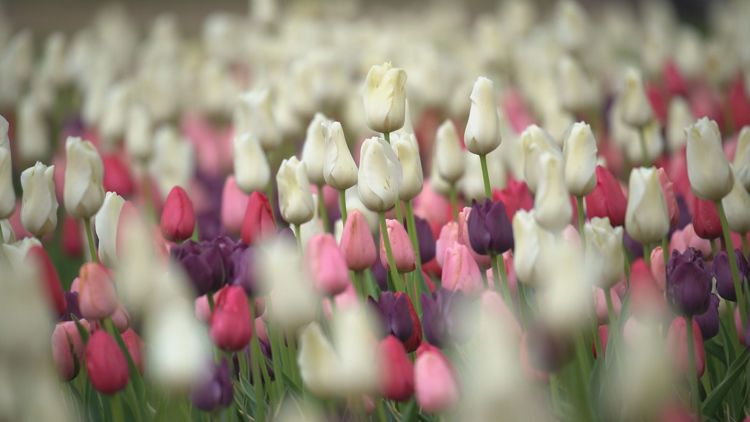 By the numbers | Tulip Time 2026 continues strong growth