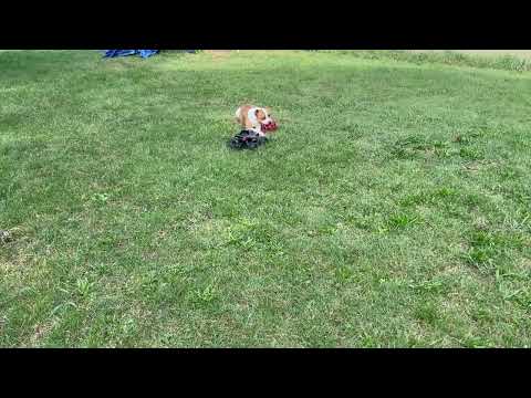 Dog plays with remote control car and ball