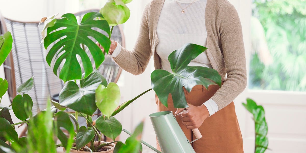 Most people water their plants at the wrong time—here’s when to do it