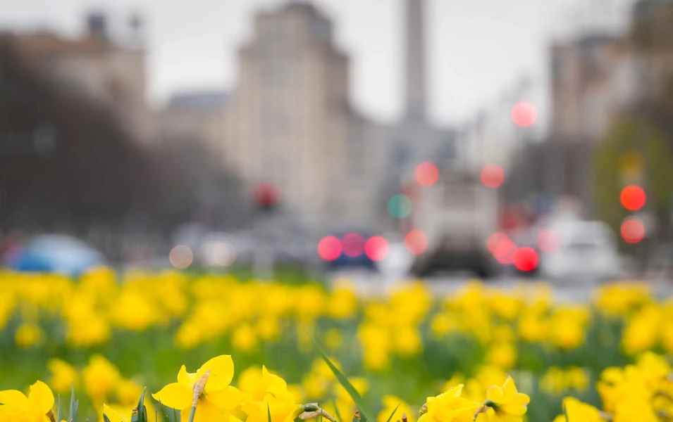 Daffodil secrets every gardener should know