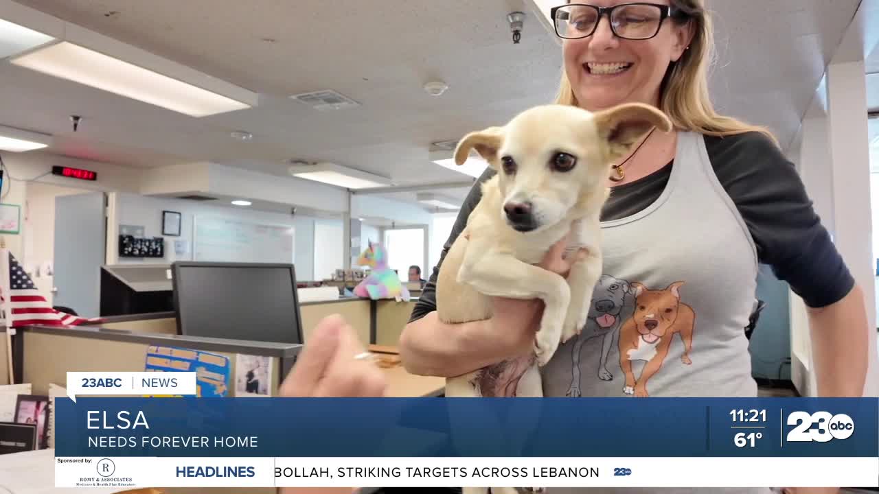 Wag Wednesday: Meet Elsa from OceanRay Rescue!