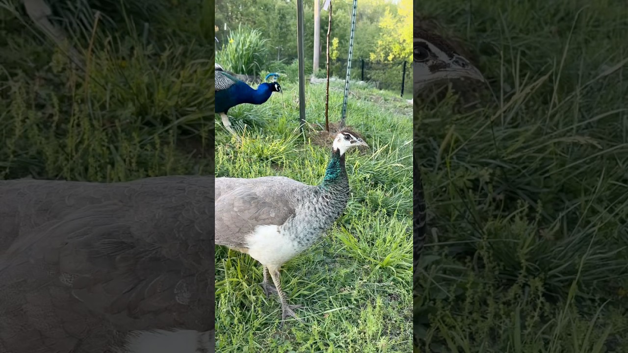 Peacocks: how they hide their eggs 🌿