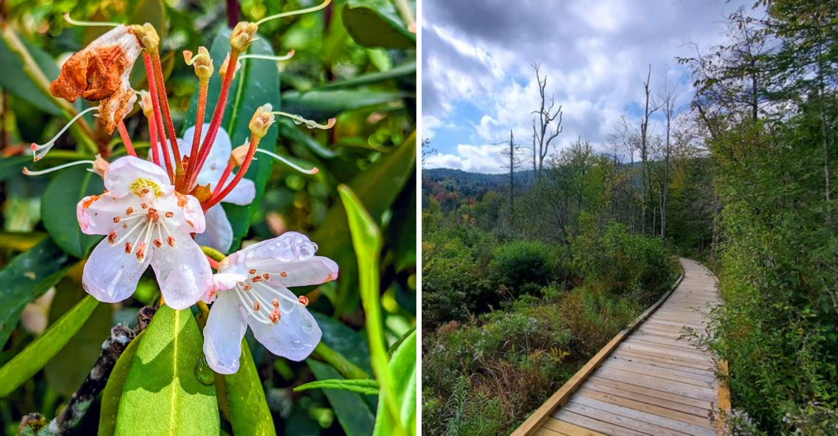 This magical bog in West Virginia is the closest thing to Narnia you’ll ...