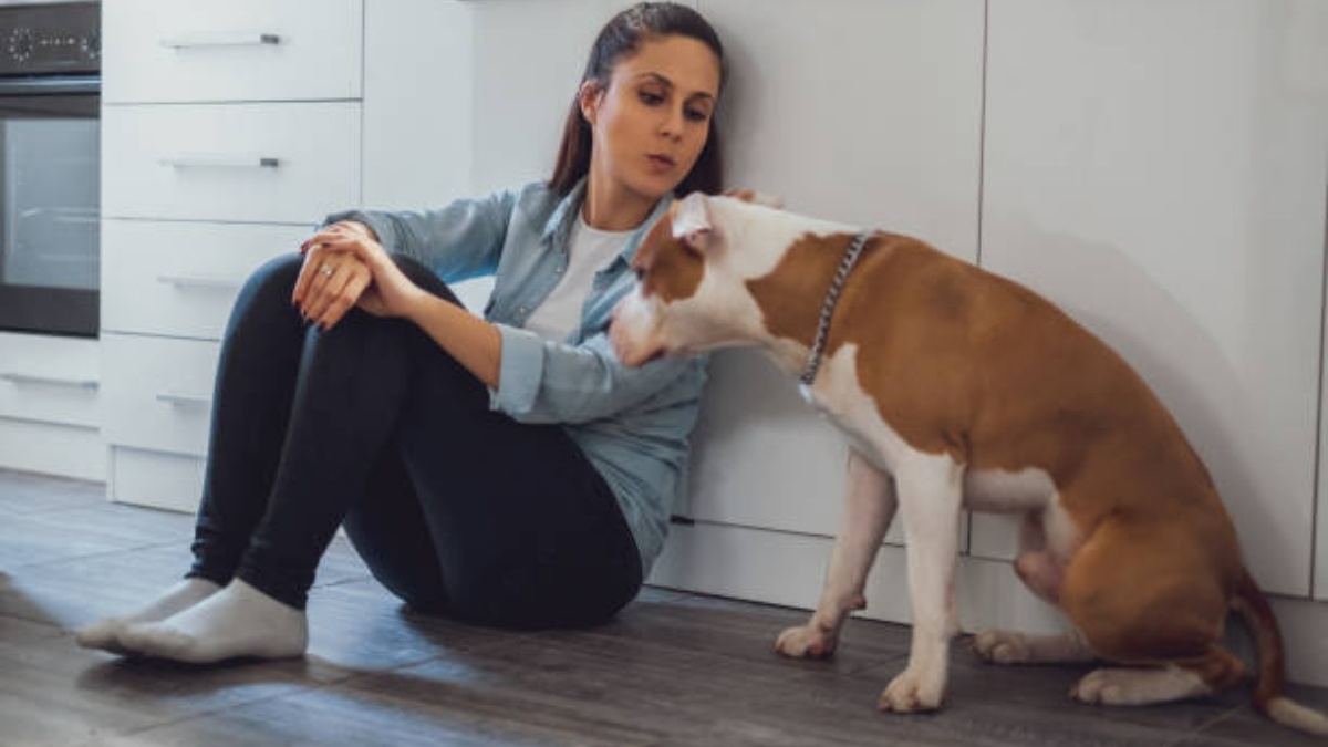 10 things dogs do when they think something's wrong with you