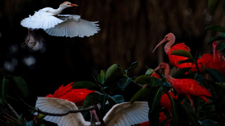 8 of the best places in the world for bird-watching