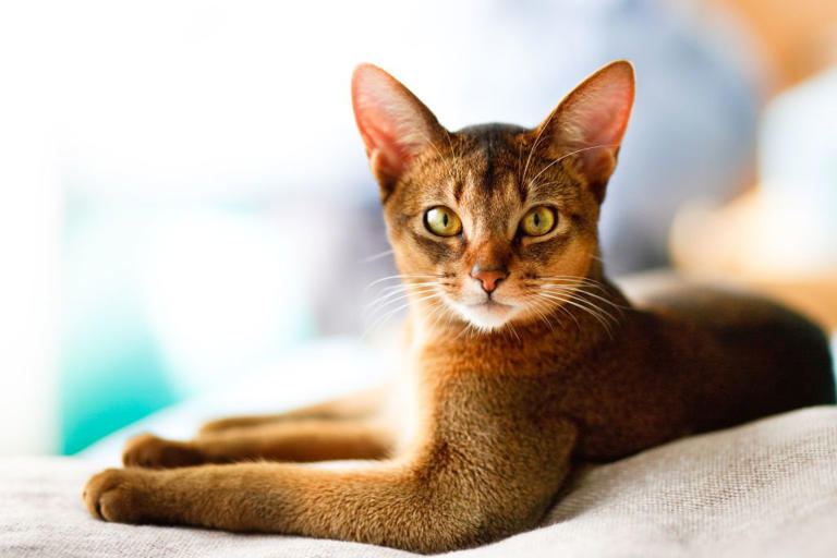Expert reveals 5 cat breeds that struggle being left alone