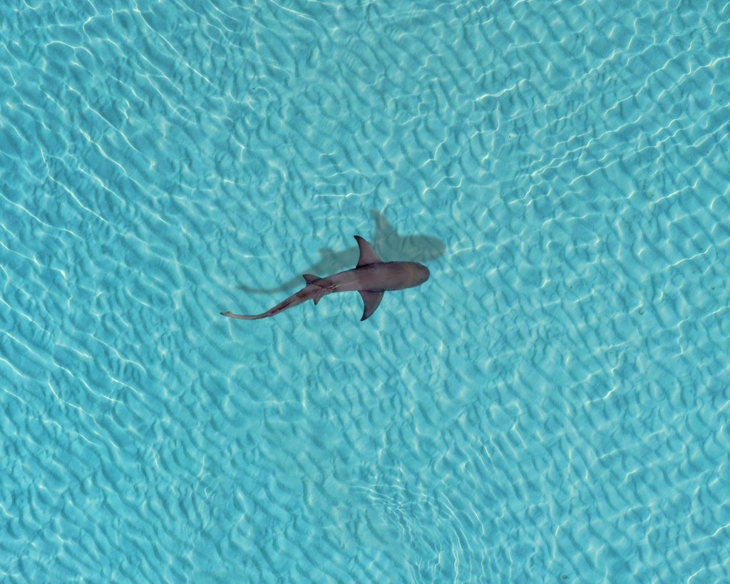 Scientists still can’t agree on exactly what defines a shark