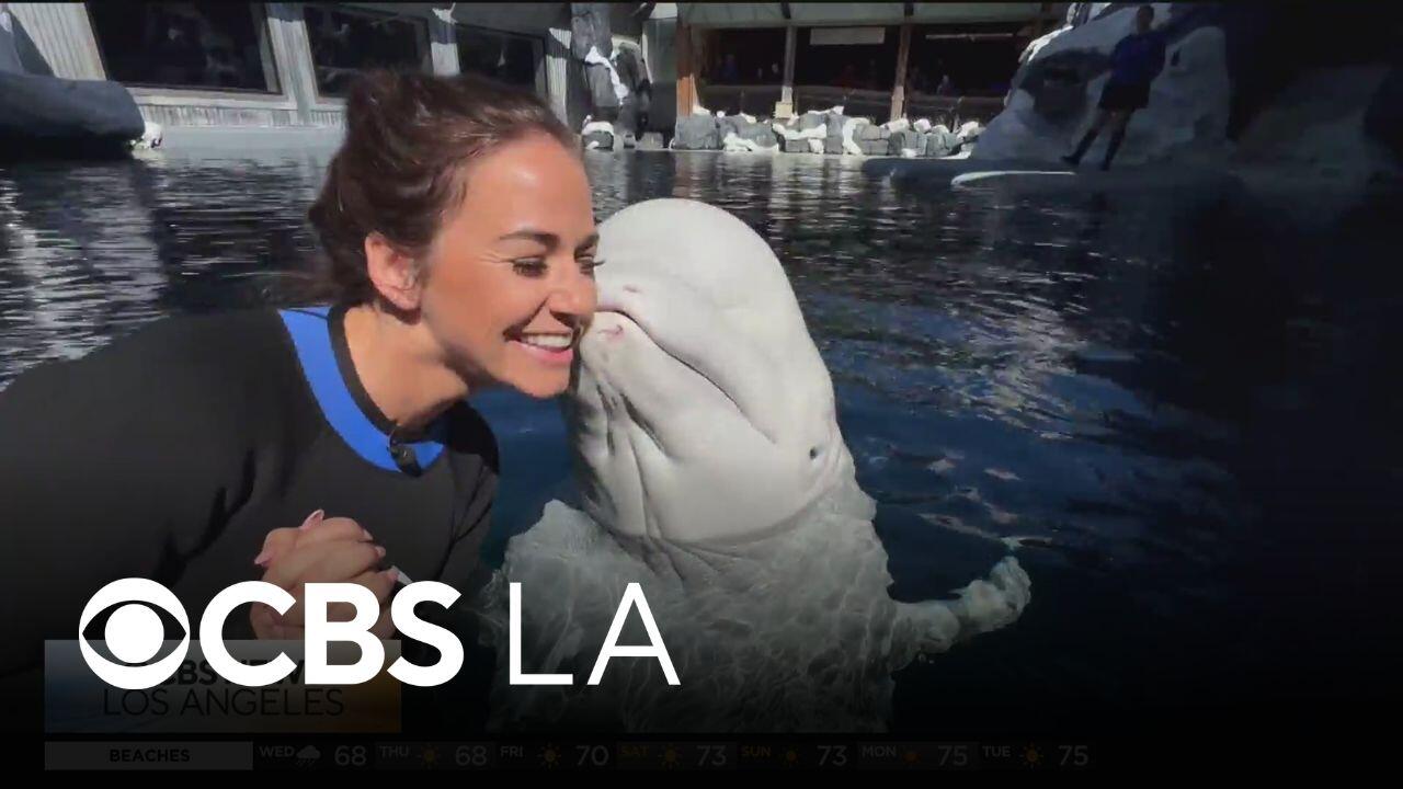 Behind the scenes at Sea World | Let’s Go Places