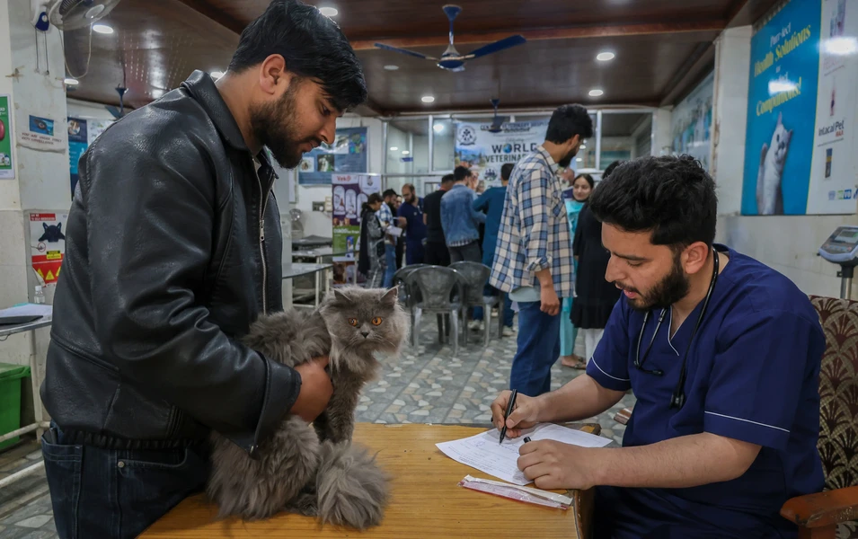 New senior cat care guidelines stress early detection and diet changes