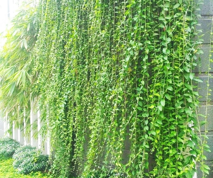 5 loại cây treo rủ chống nóng cho ban công mùa hè