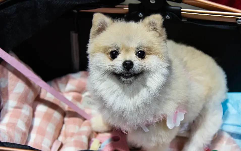Small dog breeds that fit your life