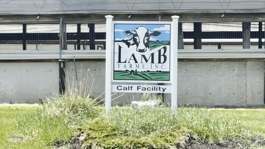 17 calves located and safe after they were stolen from dairy farm in ...