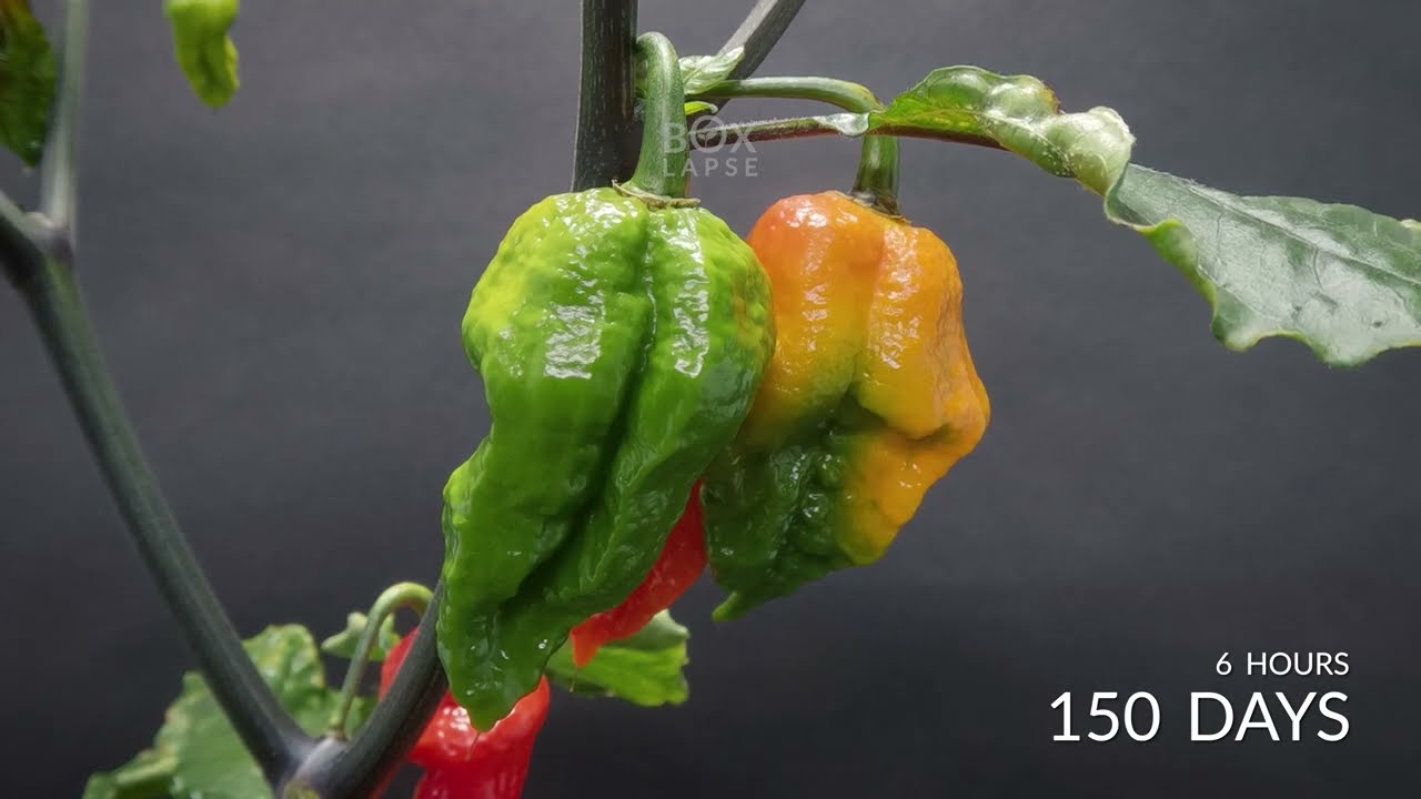 Watch this ghost pepper grow in 8 minutes!
