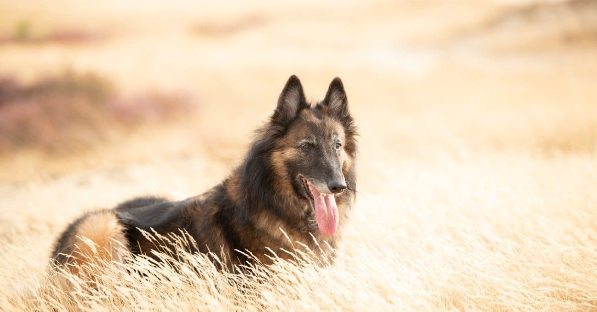16 dog breeds that aren’t right for every owner