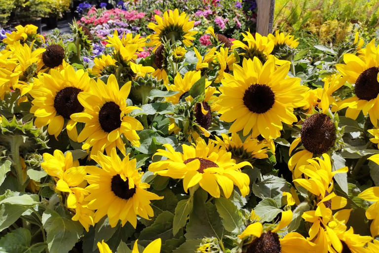 Our 25 favorite types of sunflowers to plant in the garden
