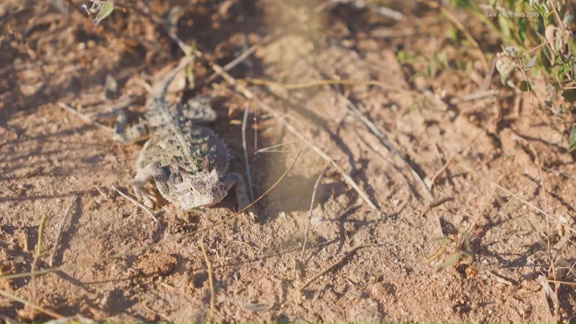 Texas horned lizards reintroduced into the wild are thriving