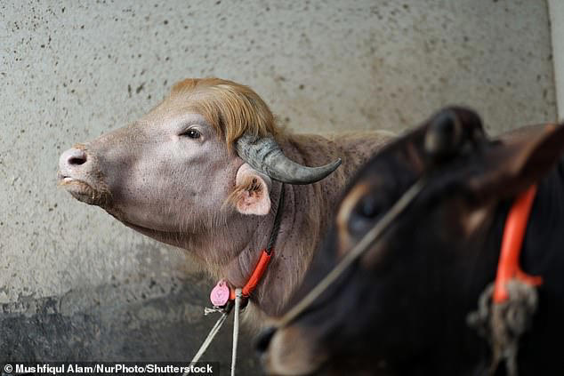 Buffalo that looks like Donald Trump is spared from death because it ...