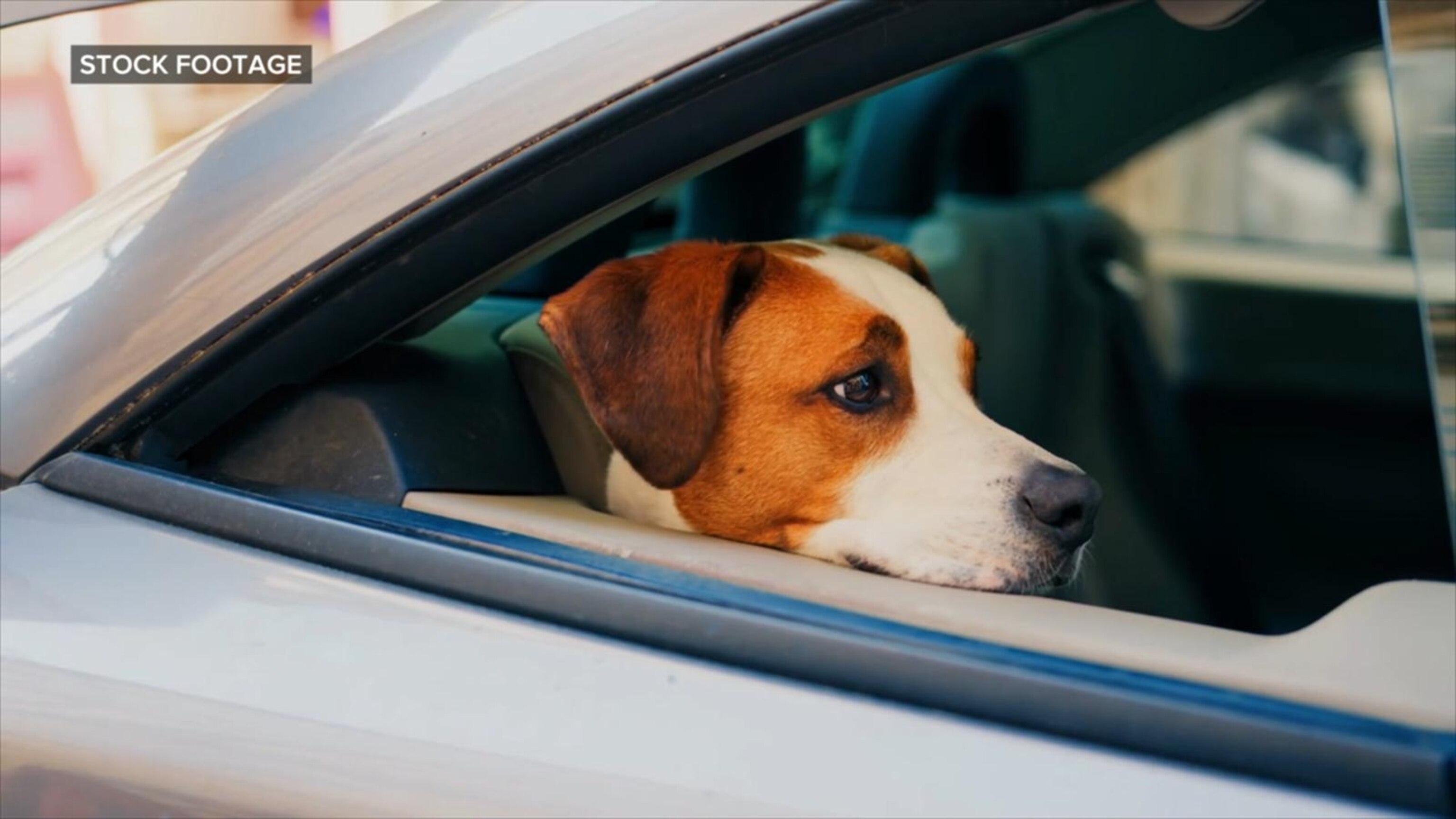Dog sets off gun injuring woman in the arm
