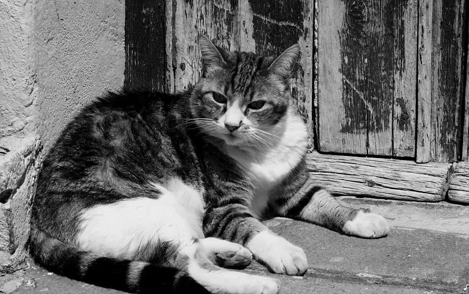 Study finds cats spend most sleep time in light naps