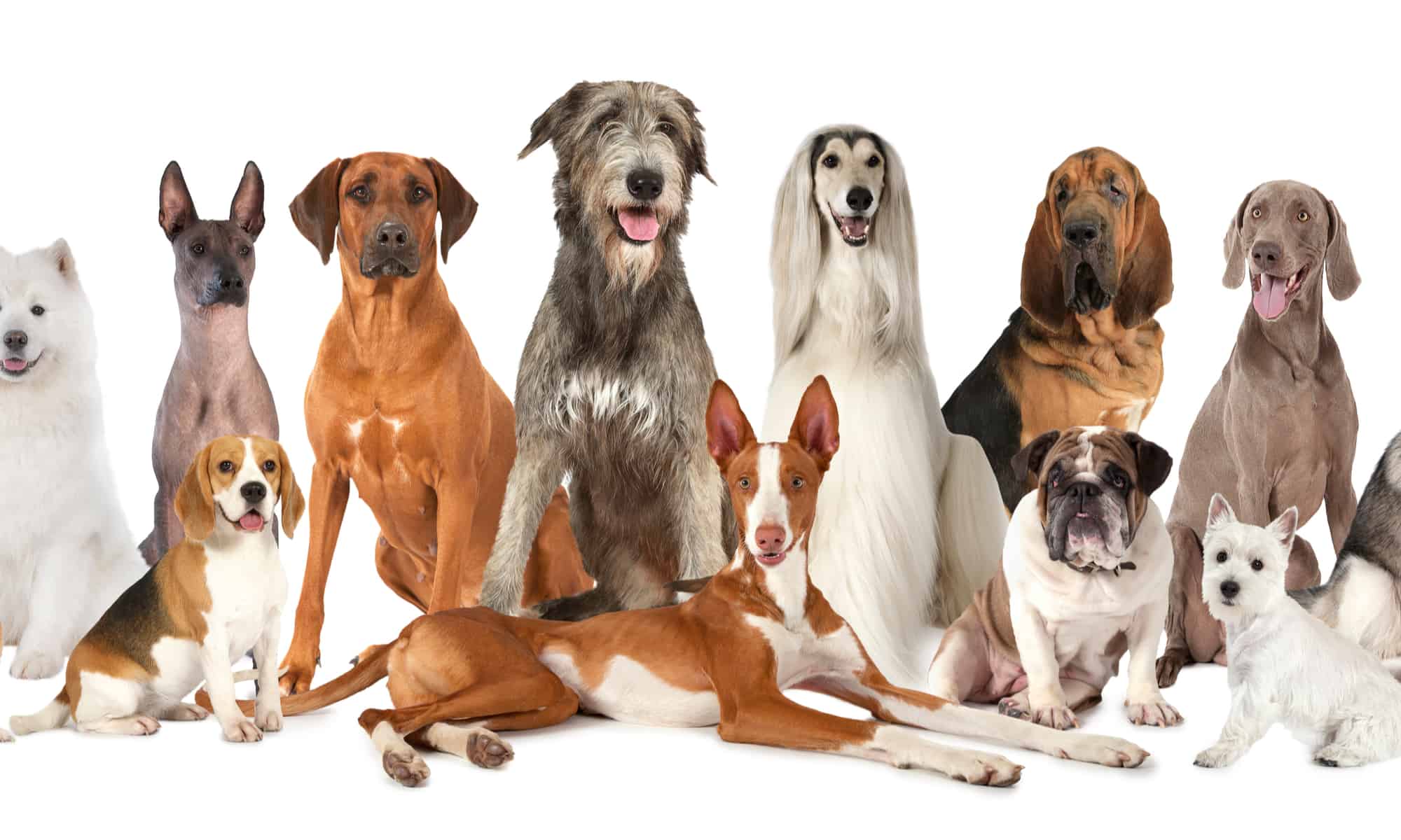 16 dog breeds that aren’t right for every owner