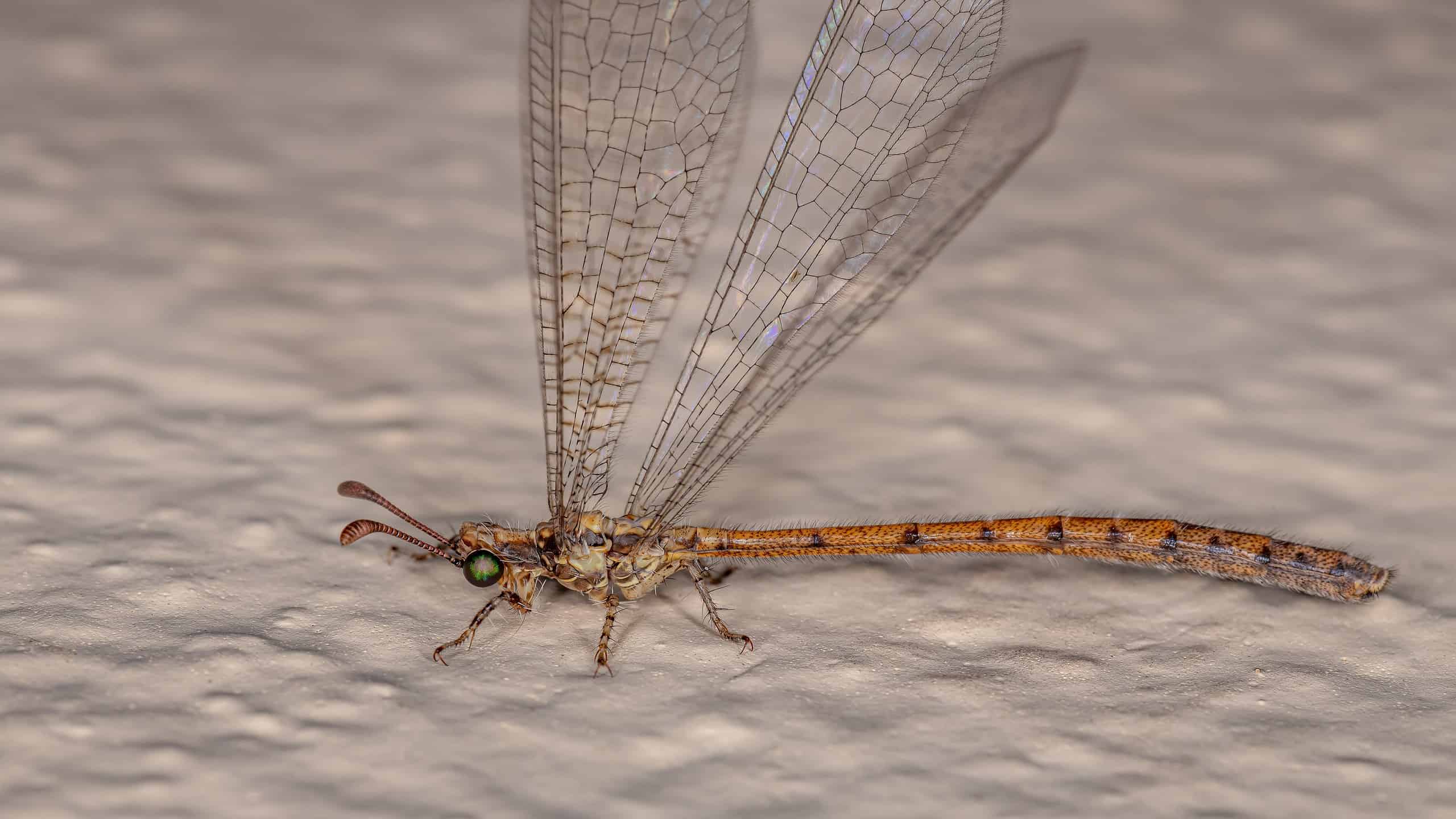 A giant prehistoric insect was found inside an Arkansas Walmart