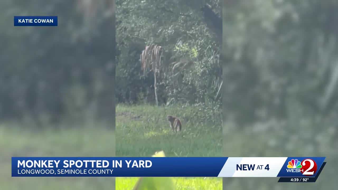 Monkey spotted in Longwood backyard