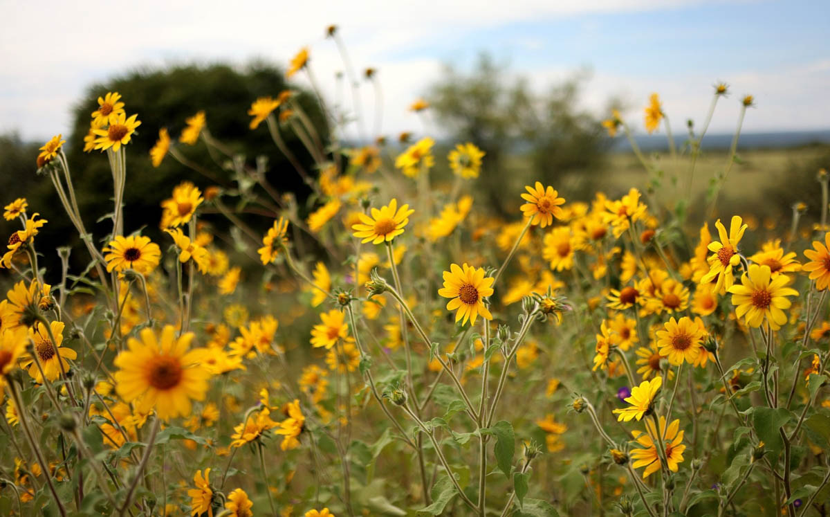 ¿Qué es un 'corredor amarillo' de flores y cómo planean hacerlo en ...