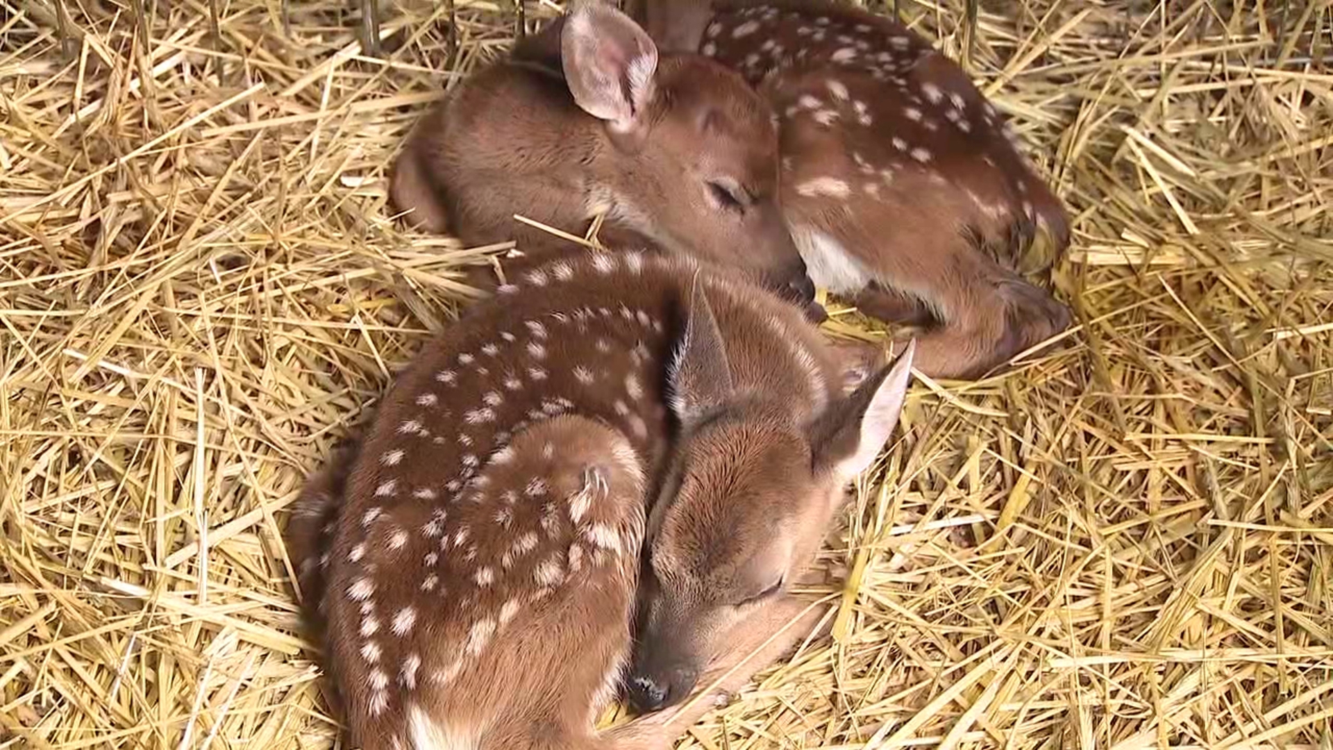 Pocono Wildlife urges caution as well-meaning rescue of fawns can cause ...