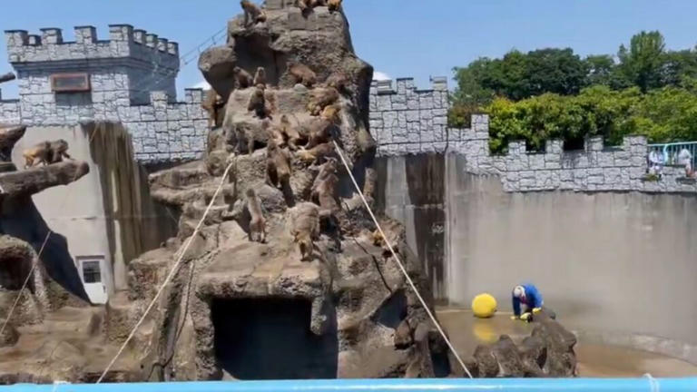 Two Americans arrested after one allegedly climbed into viral Monkey ...