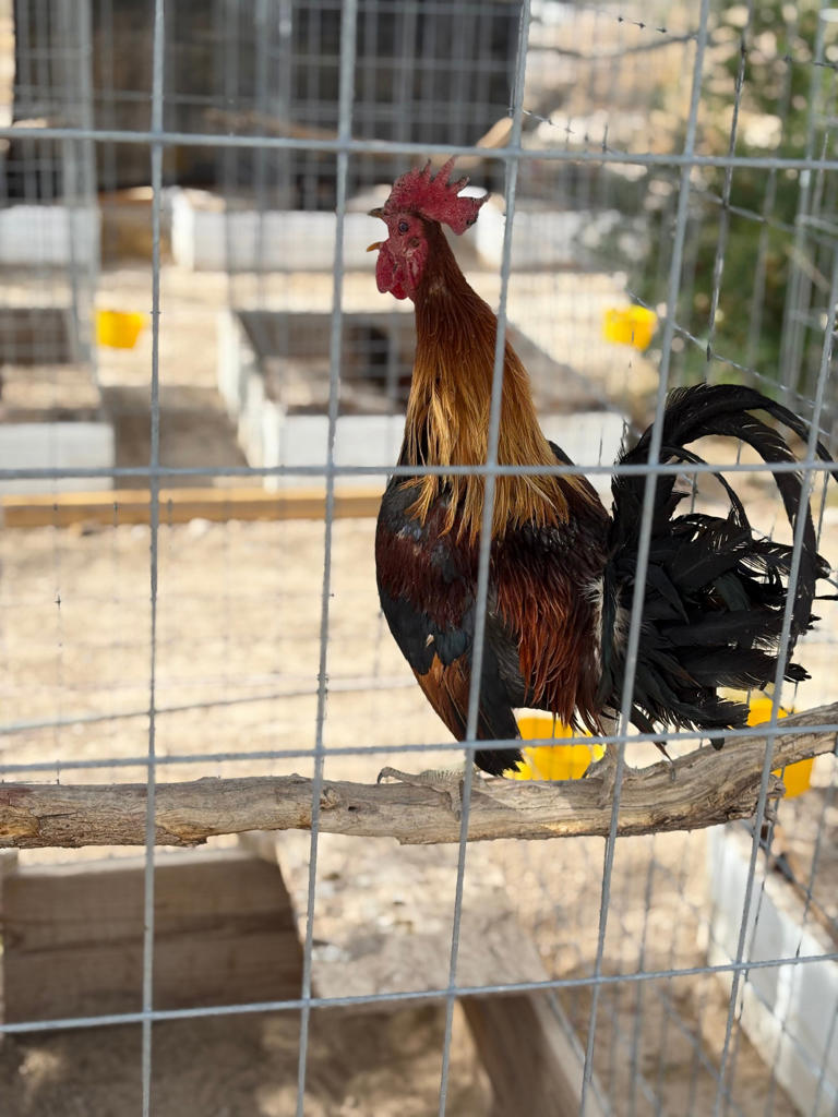 Nye County releases footage of an alleged cockfighting operation in Pahrump