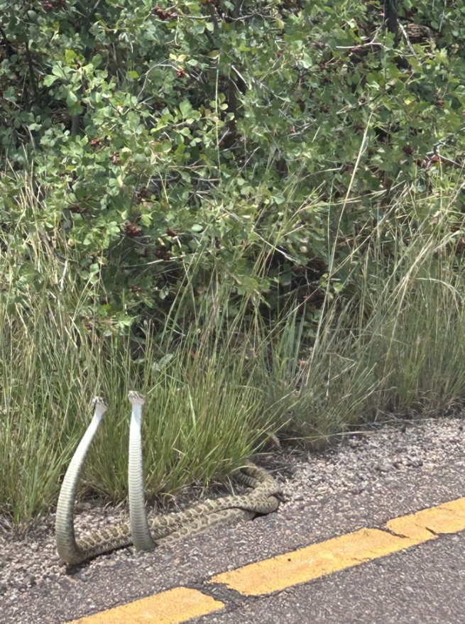 'Are they mating?' Viral photo captures dramatic rattlesnake battle in ...