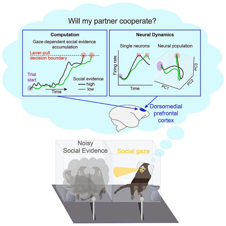 Monkey see, monkey do: Study sheds light on cooperative decision-making