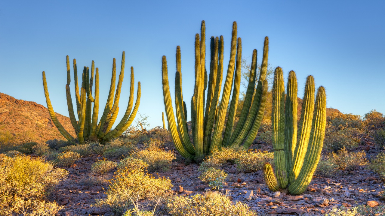 Arizona has a 330,000-acre desert that grows a cactus found nowhere ...