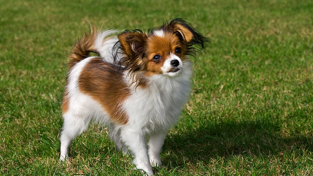 Papillon care tips every dog lover needs
